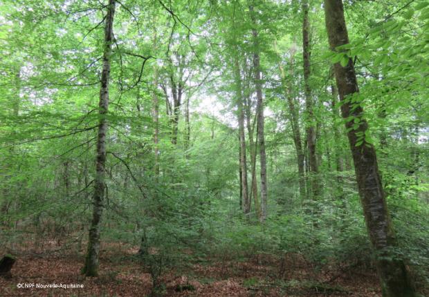 Mener une sylviculture irrégulière en peuplement feuillu Mener une sylviculture irrégulière en peuplement feuillu